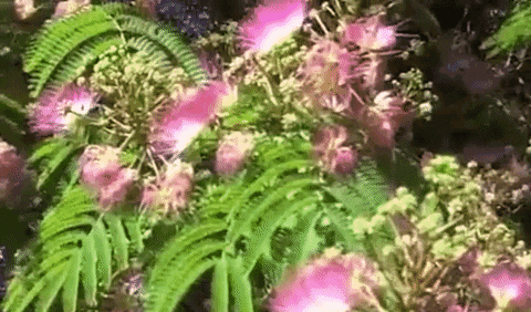 Albizia Julibrissin Mimosa GIF by alixmcalpine - Find & Share on GIPHY