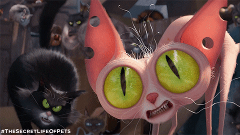 GIF by The Secret Life Of Pets - Find & Share on GIPHY