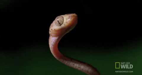 Snake Worldâ S Deadliest GIF by Nat Geo Wild - Find & Share on GIPHY