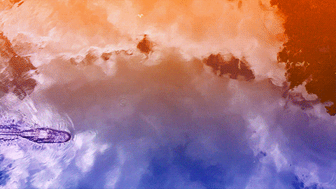 Alligator Gators GIF by University of Florida - Find & Share on GIPHY