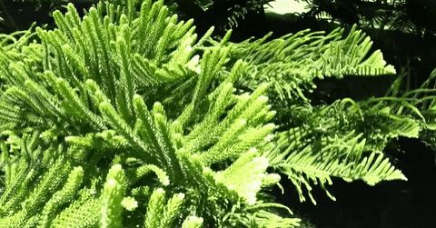 Norfolk Island Pine Trees Of La GIF by alixmcalpine - Find & Share on GIPHY