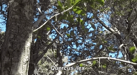 Holly Oak La Trees GIF by alixmcalpine - Find & Share on GIPHY