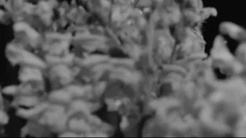 Peek A Boo Flowers GIF by Warner Archive - Find & Share on GIPHY