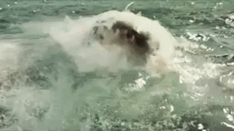 The Shallows GIF - Find & Share on GIPHY