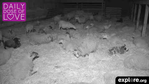 Farm Animals Love GIF by explore.org - Find & Share on GIPHY