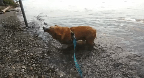 Dog Puppy GIF by Much - Find & Share on GIPHY