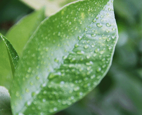 Leaf Water Drop GIFs - Find & Share on GIPHY