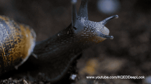 Snail GIF by PBS Digital Studios - Find & Share on GIPHY