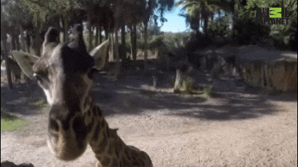 Animal Planet GIF - Find & Share on GIPHY
