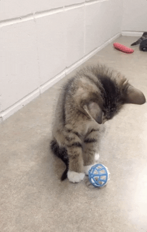 Cat Playing GIF by Nebraska Humane Society - Find & Share on GIPHY