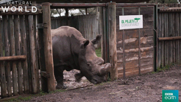 Rhino Rhinoceros GIF by BBC Earth - Find & Share on GIPHY