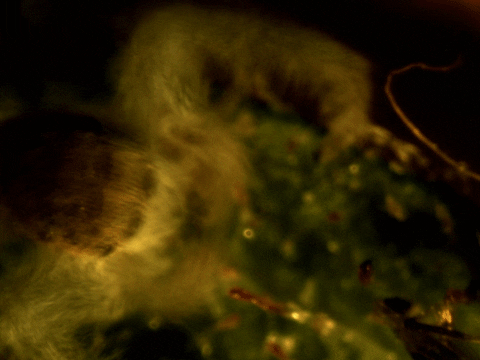 Jumping Spider Trap GIF by Ansel Oommen - Find & Share on GIPHY