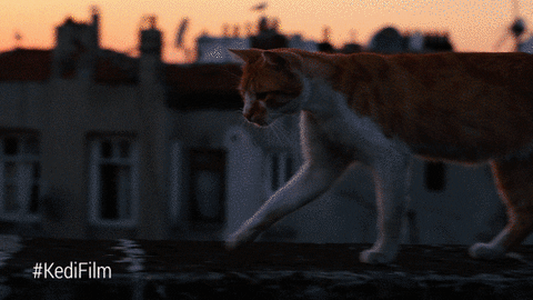 Youtube Red Cat GIF by YouTube Originals - Find & Share on GIPHY