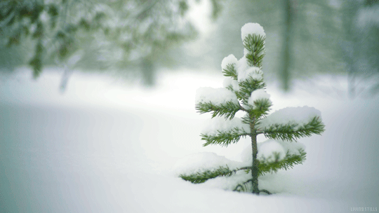 Snow Tree GIF by Living Stills - Find & Share on GIPHY