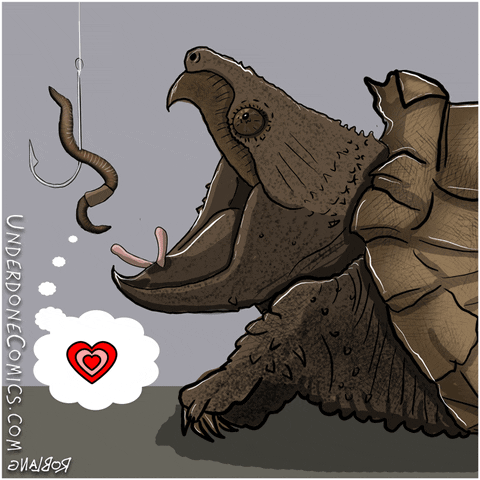 Alligator Snapping Turtle GIFs - Get the best GIF on GIPHY