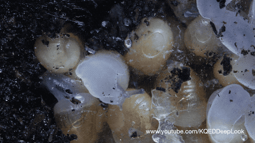 Snail GIF by PBS Digital Studios - Find & Share on GIPHY