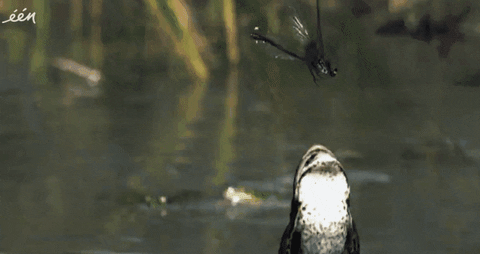 Frog Eating GIF by vrt - Find & Share on GIPHY