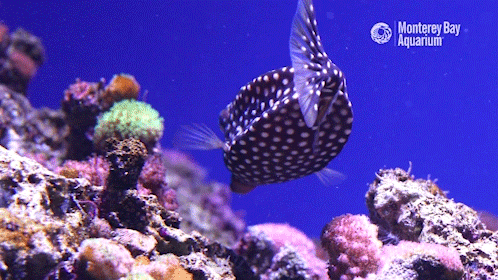Spotted Boxfish GIFs - Get the best GIF on GIPHY