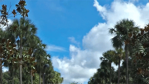 University of Florida GIF - Find & Share on GIPHY