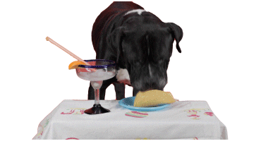 Dog Eating Taco Sticker by Best Friends Animal Society for iOS ...