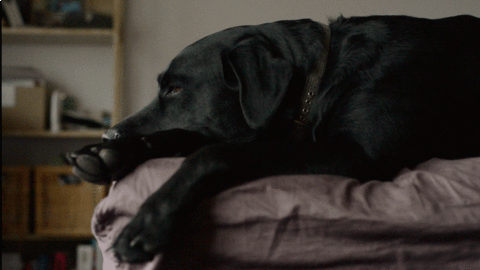 40 Names For Black Dogs | Cuteness