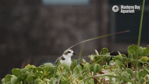 Snowy Plover Beach GIF by Monterey Bay Aquarium - Find & Share on GIPHY