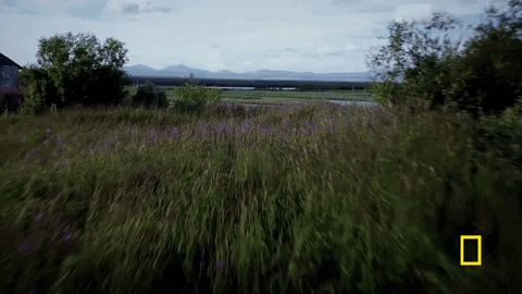 Life Below Zero GIF by National Geographic Channel - Find & Share on GIPHY