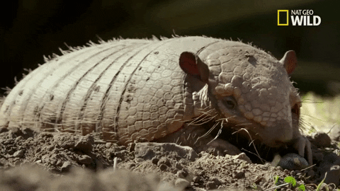 Armadillo GIF by Nat Geo Wild - Find & Share on GIPHY