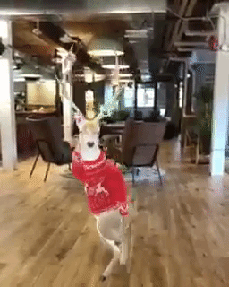 Christmas Augmented Reality GIF by Wikitude - Find & Share on GIPHY