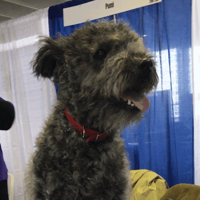 GIF by Westminster Kennel Club - Find & Share on GIPHY