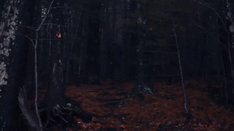 Spooky Trees GIFs - Find & Share on GIPHY