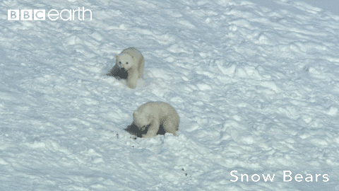 Fail Polar Bear GIF by BBC Earth - Find & Share on GIPHY