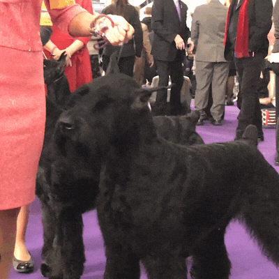 Westminster Dog Show Dogs GIF by Westminster Kennel Club - Find & Share ...