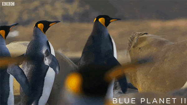 Bbc One Oceans GIF by BBC - Find & Share on GIPHY