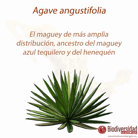 The Bar Lab - Tipos de agave y la tierra donde nacen....