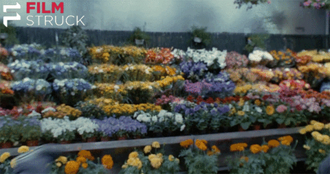 Criterion Collection GIF by FilmStruck - Find & Share on GIPHY