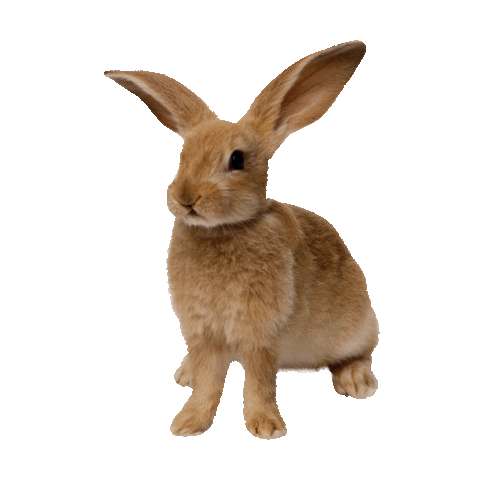 Rabbit GIFs - Get the best GIF on GIPHY