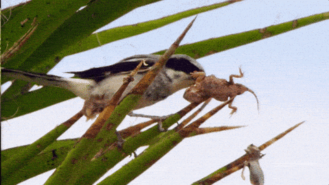 Desert Locust GIFs - Find & Share on GIPHY