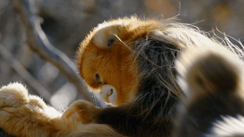 Monkey GIF by Disneynature - Find & Share on GIPHY