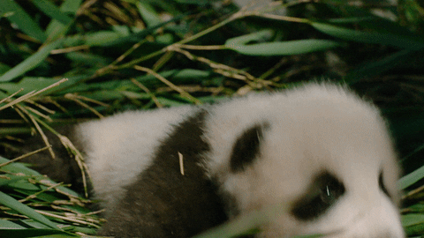 Panda GIF by Disneynature - Find & Share on GIPHY