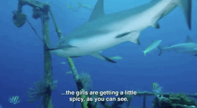 Angry Girls GIF by Shark Week - Find & Share on GIPHY