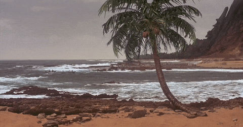 Tropical GIFs - Find & Share on GIPHY
