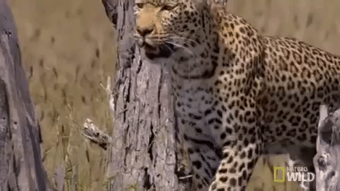 Nat Geo Wild Leopard GIF by Savage Kingdom - Find & Share on GIPHY