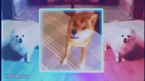 Dog Meme GIF by Mike Diva - Find & Share on GIPHY