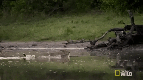 Nat Geo Wild GIF by Savage Kingdom - Find & Share on GIPHY