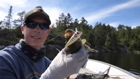 GIF by Karl's Bait & Tackle - Find & Share on GIPHY