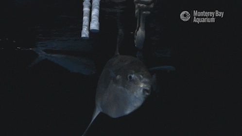 Mola Mola Sunfish GIF by Monterey Bay Aquarium - Find & Share on GIPHY