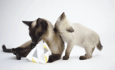Cat Love GIF - Find & Share on GIPHY