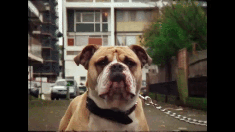 Dog Energy GIF - Find & Share on GIPHY