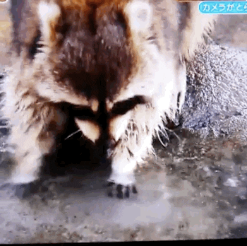 Mira cómo este adorable mapache intenta recuperar el dulce que acaba de ...